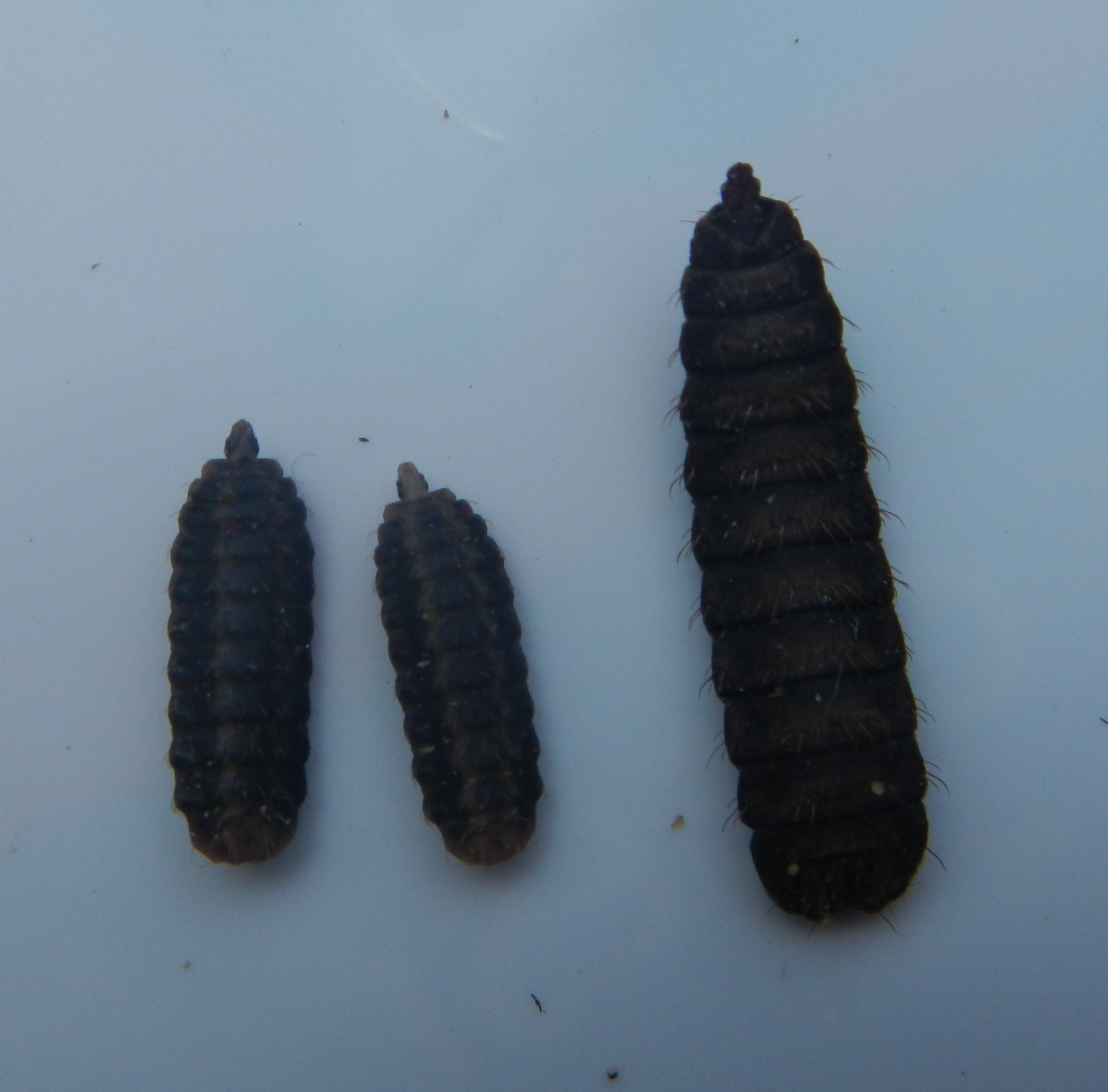 WNC G.R.U.B.S. Garbage Recycled, Using Bugs Sustainably | Garbage ...